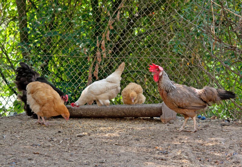 With hen stock image. Image of beautiful, cockscomb, food - 58950681