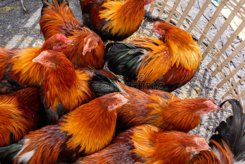 The in the henhouse stock photo. Image of house, chicken - 139457264