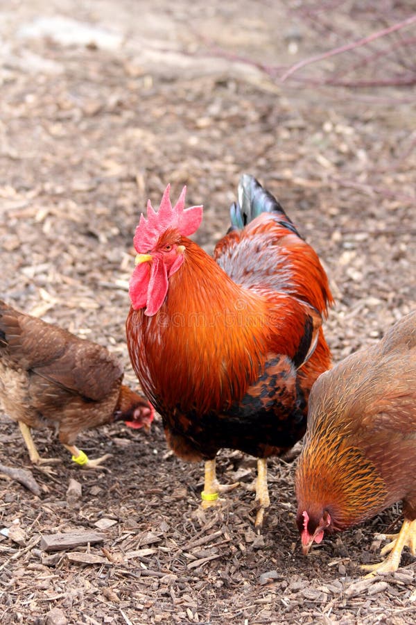 And hens stock image. Image of beak, male, feather, portrait - 30582447