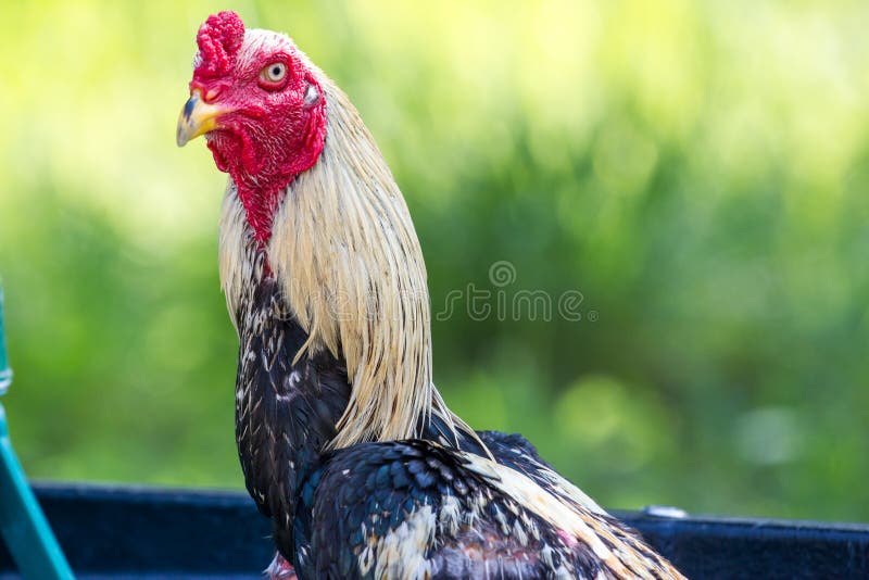 Panus Chonburi Stock Photos - Free & Royalty-Free Stock Photos from ...