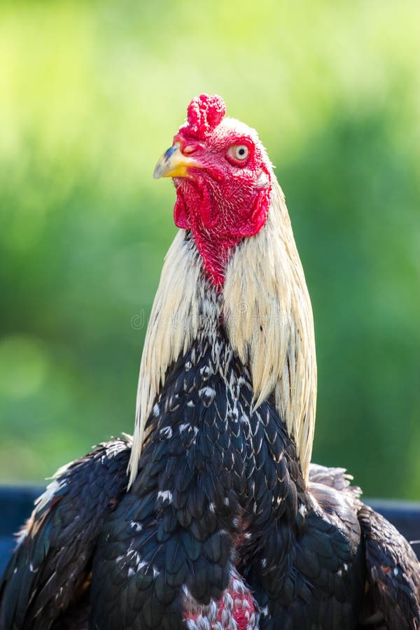 At thailand stock image. Image of activity, cockfight - 29994335