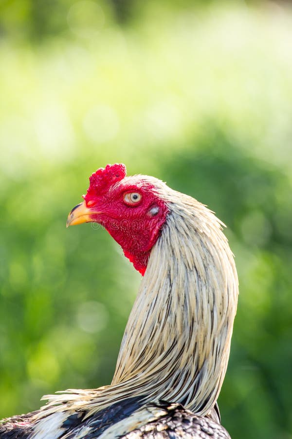 At thailand stock image. Image of agriculture, activity - 29994415