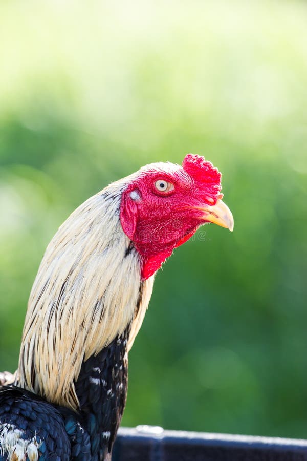 Hen stock photo. Image of feather, birds, crest, farming - 6308980