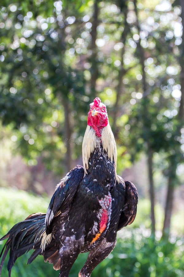 At thailand stock photo. Image of animal, activity, fierce - 29994594