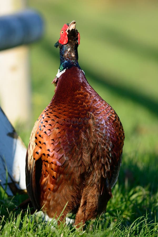 Pheasant crowing stock photo. Image of pheasant, ring - 93740238