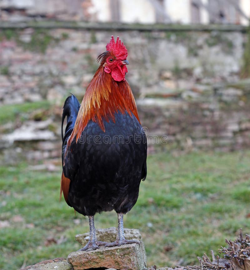 With the Red Crest on Top of the Stone on the Farm Stock Photo - Image ...