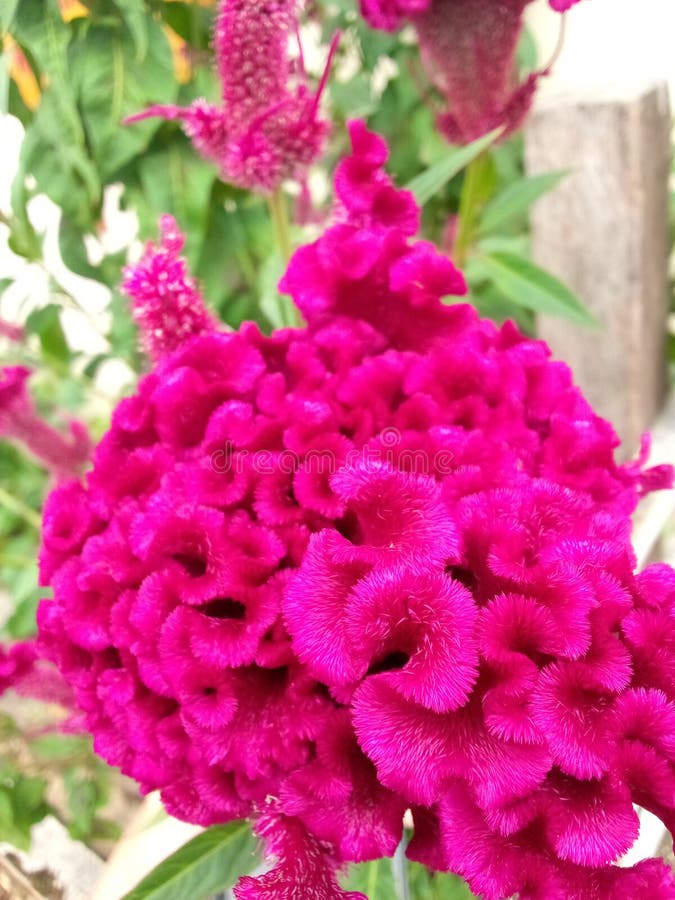 487 Cock Comb Flower Stock Photos - Free & Royalty-Free Stock Photos ...