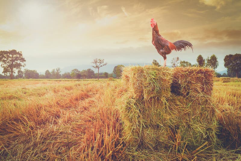 Standing rice straw stock image. Image of morning, livestock - 65647651