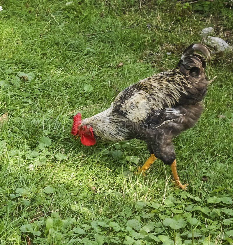 The of the walk stock photo. Image of bird, cockerel - 84830670