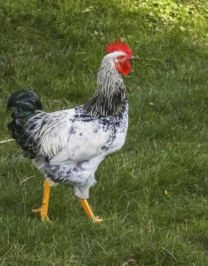 The of the walk stock image. Image of agriculture, wildlife - 84831507