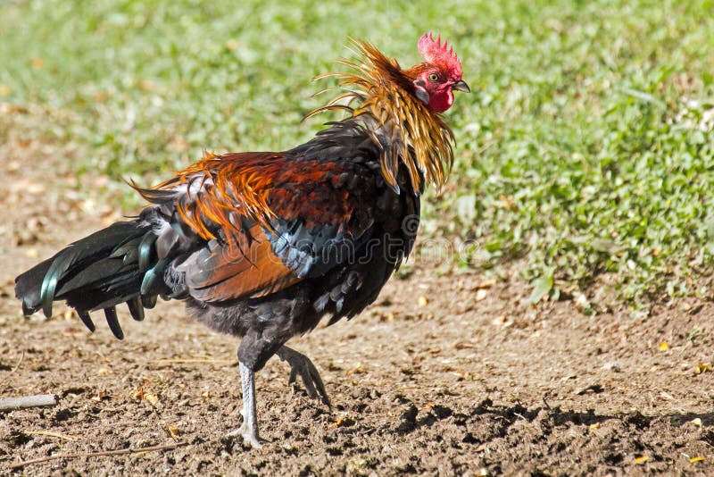 Of the Walk stock image. Image of gallus, collar, strutting - 45358611