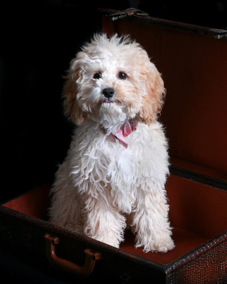 295 Black Cockapoo Stock Photos - Free & Royalty-Free Stock Photos from ...