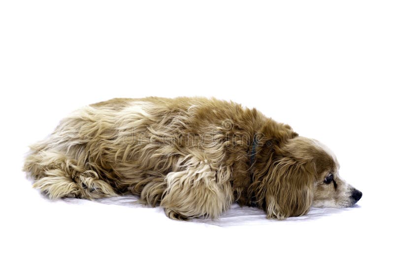 Sleepy Cockapoo stock image. Image of gardens, friendly - 140501247