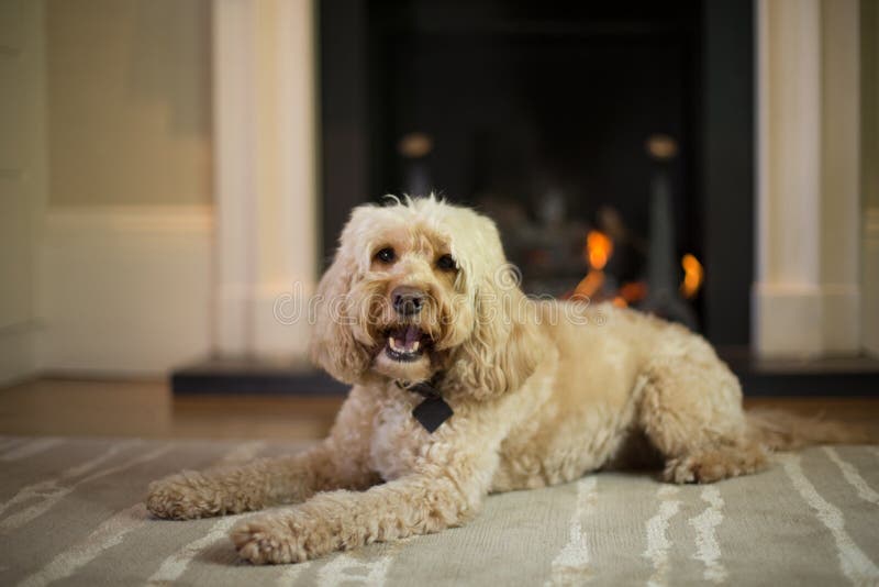 Dog Infront Fire Stock Photos - Free & Royalty-Free Stock Photos from ...