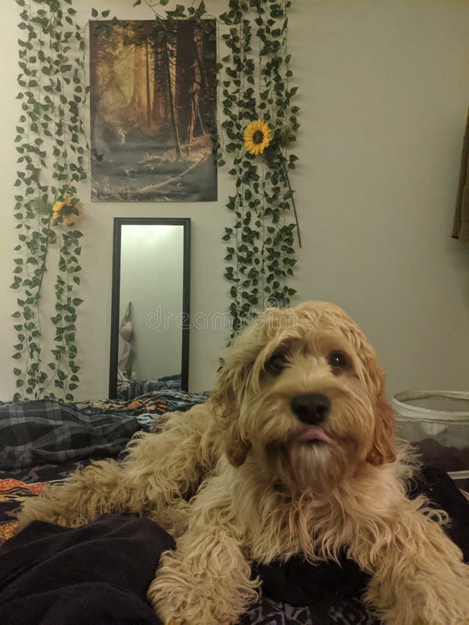 Cute and Silly Asian Girl in Blue Wig, Celebrating Halloween, Looking ...