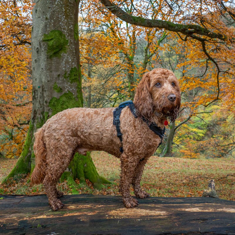 Cockapoo Dog in Autumnal Woodland Stock Image - Image of forest, camera ...