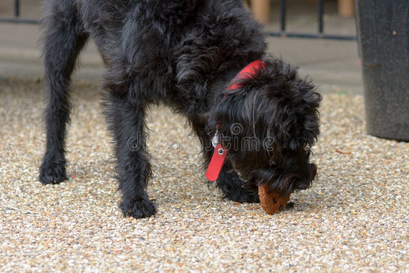 Dog Eating Ice Cream Cone on Ground Stock Photo - Image of refreshing ...