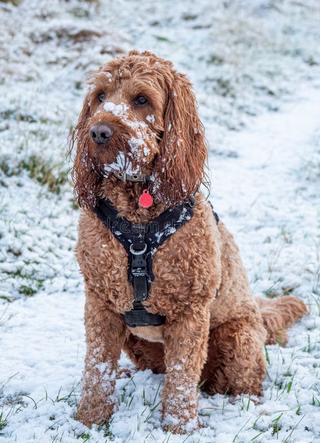 Cockapoo Dog Sitting Waiting on a Winter Walk Stock Photo - Image of ...