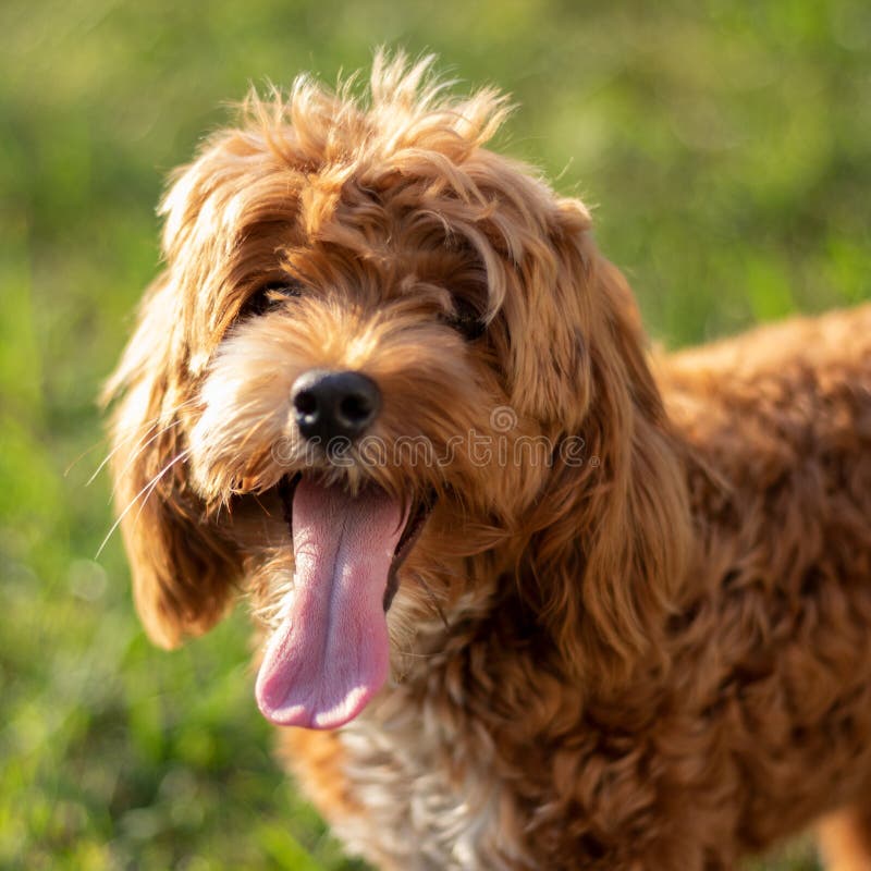 Cockapoo Brown