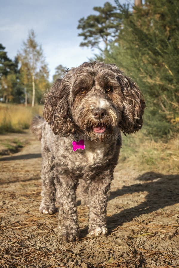 Cockapoo Dog Posing in the Fields and Forest in the Summer in Surrey ...