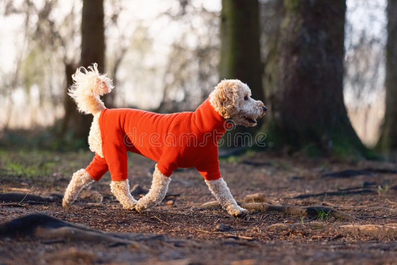 Cockapoo Dog in Red Fleece Outdoors in Park Stock Photo - Image of ...