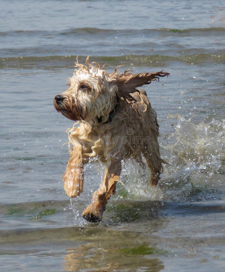 Cockapoo Dog Running through Sea at Cornish Beach Stock Image - Image ...