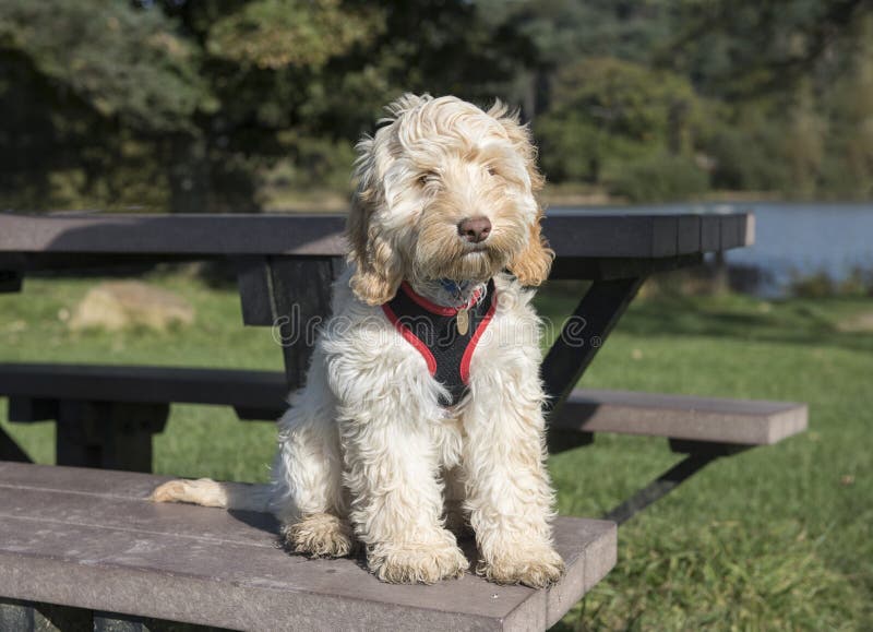 Cockapoo Dog Siting on a Picnic Table Outdoors Stock Photo - Image of ...