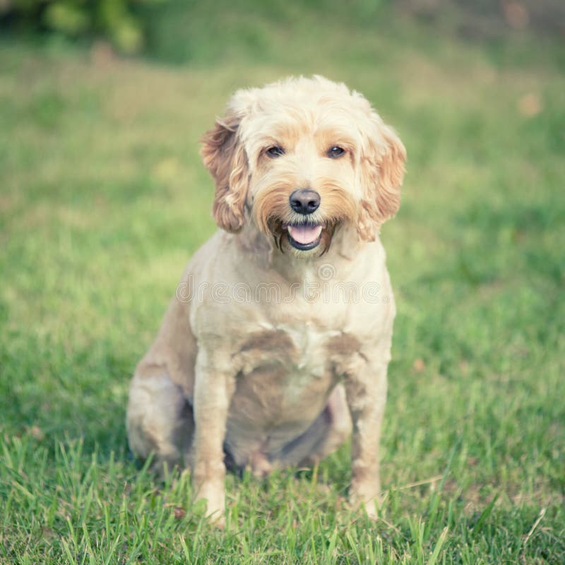 A Cockapoo Dog Sitting in the Green Grass Stock Photo - Image of ...