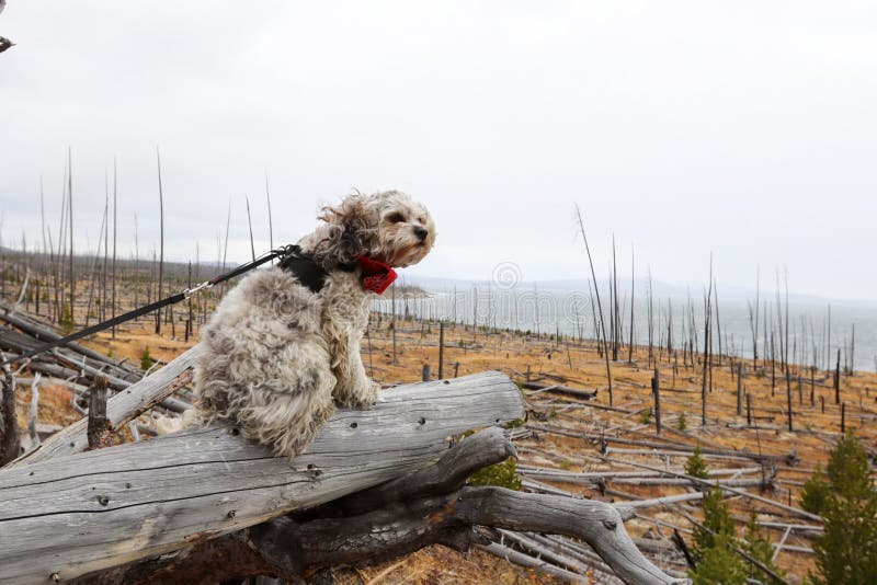 Cockapoo Dog Sitting on a Wood Stock Photo - Image of black, forest ...