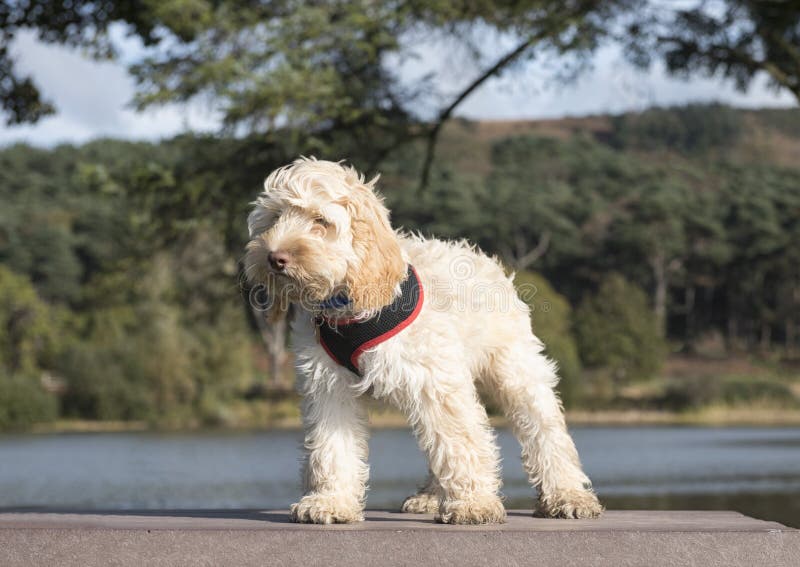 Cockapoo Dog Standing on a Picnic Table Outdoors Stock Image - Image of ...