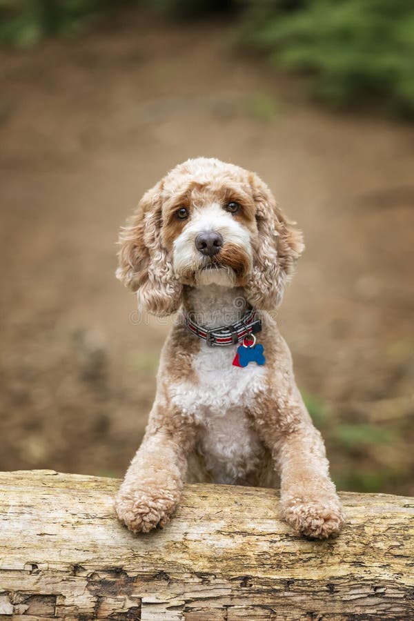 Cockapoo Dog at Virginia Water Lake in Berkshire Stock Photo - Image of ...