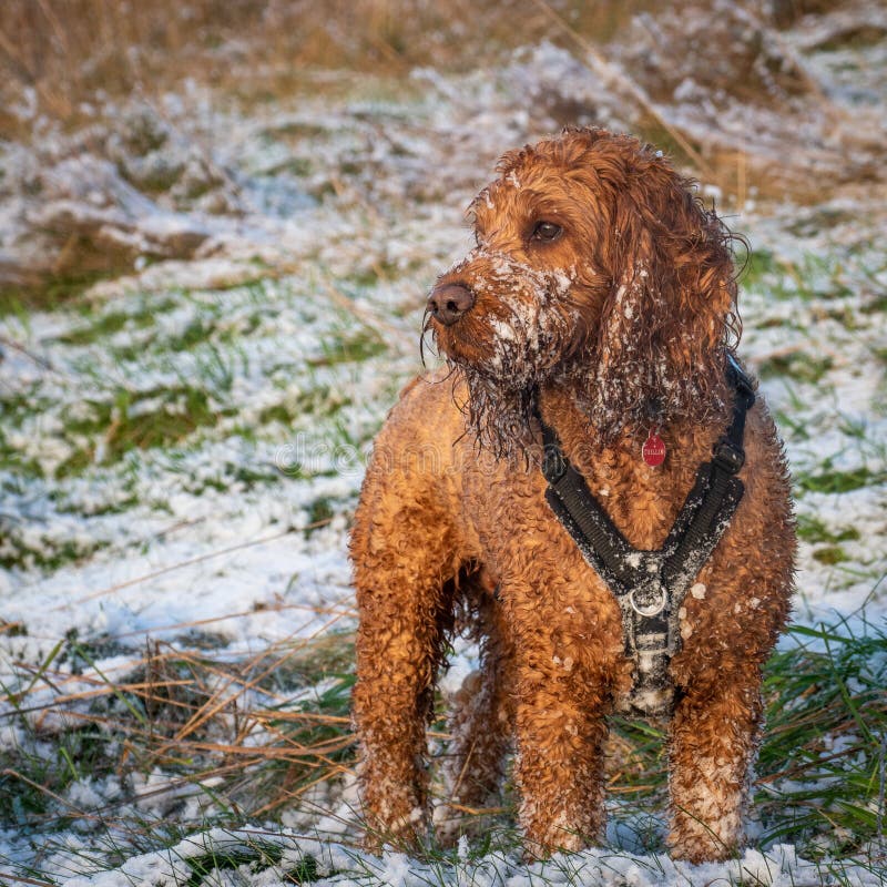 Cockapoo Dog Waiting for Its Owner Stock Image - Image of cute ...