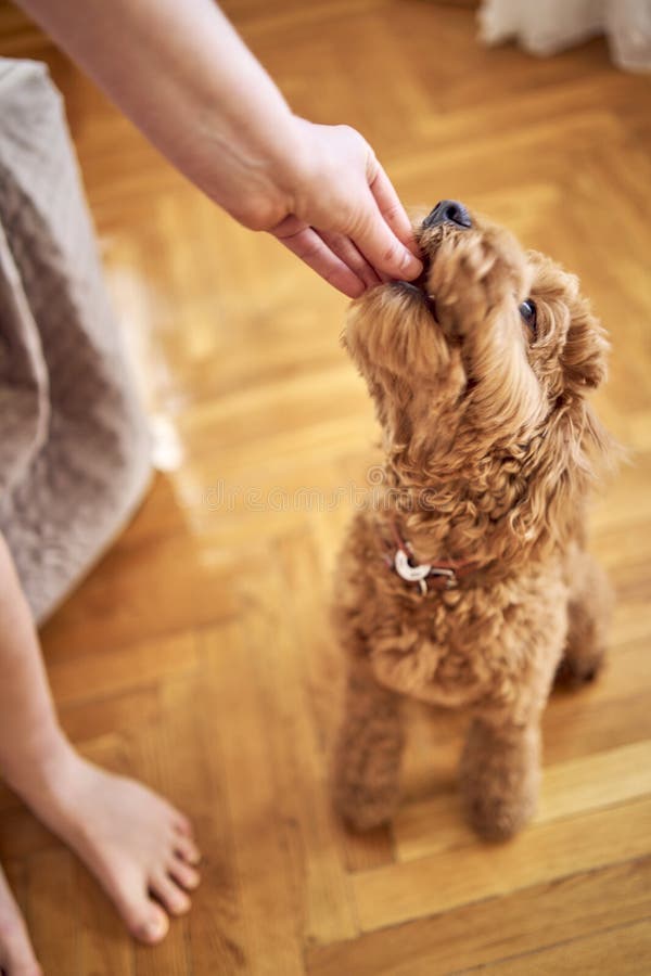 Cockapoo Eats a Treat, Close-up Stock Photo - Image of guidance, close ...