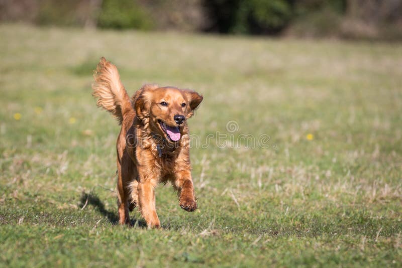 Perro adulto de Cockapoo foto de archivo. Imagen de canino - 19708694