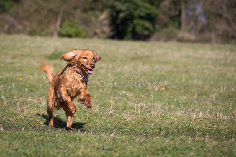 Perro adulto de Cockapoo foto de archivo. Imagen de canino - 19708694