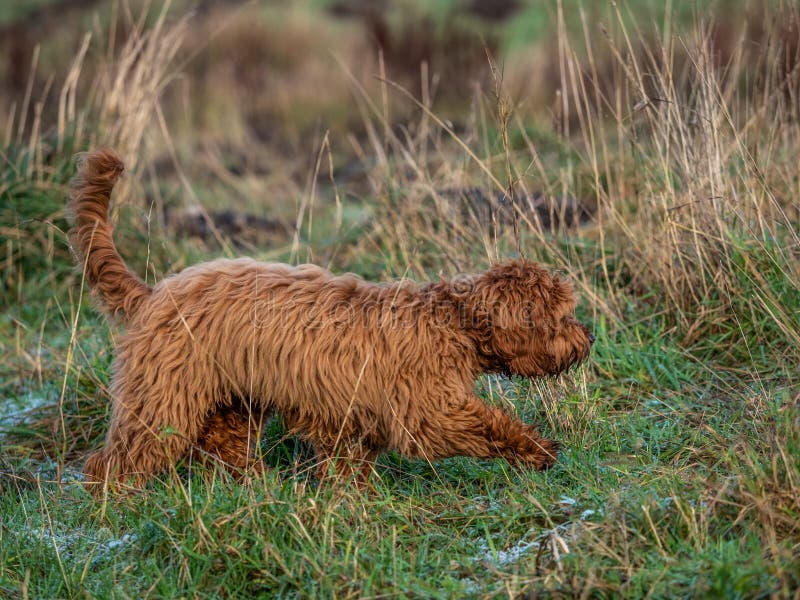 Cockapoo Exploring the Field Stock Image - Image of morning, outdoor ...