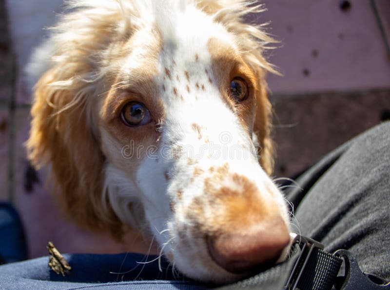 Cockapoo face closeup stock photo. Image of bright, breed - 235344622