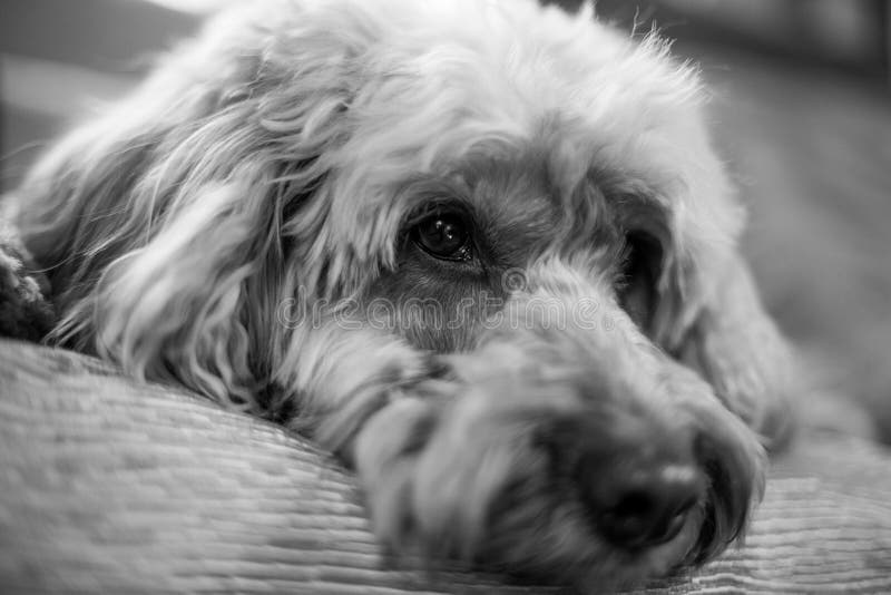Cockapoo Face Falling Asleep Stock Photo - Image of closeupn, room ...
