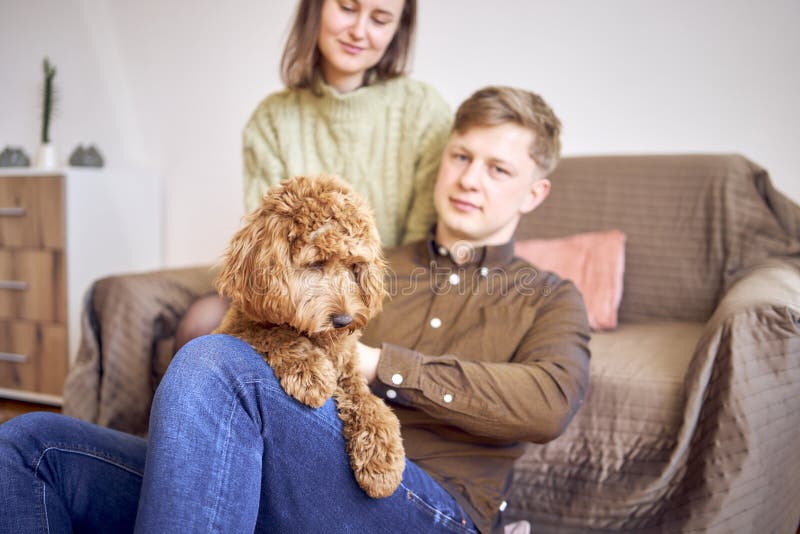 Cockapoo in the Hands of Parents Stock Photo - Image of domestic ...