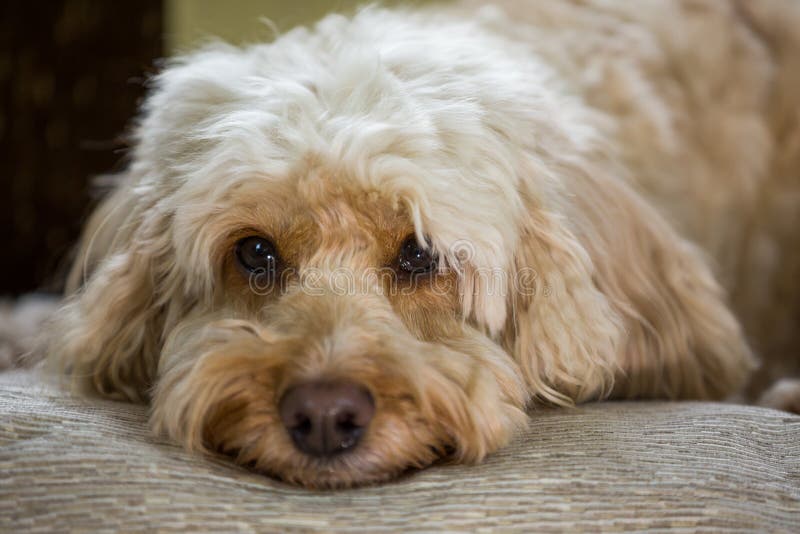 Cockapoo 3 stock image. Image of garden, cockapoo, fluffy - 48449663