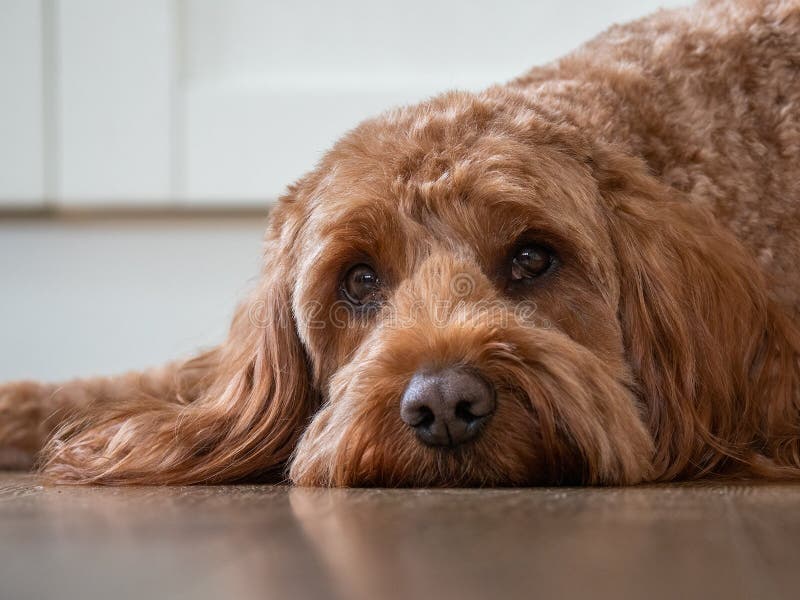 Cockapoo with His Head Down Stock Image - Image of adorable, sleeping ...