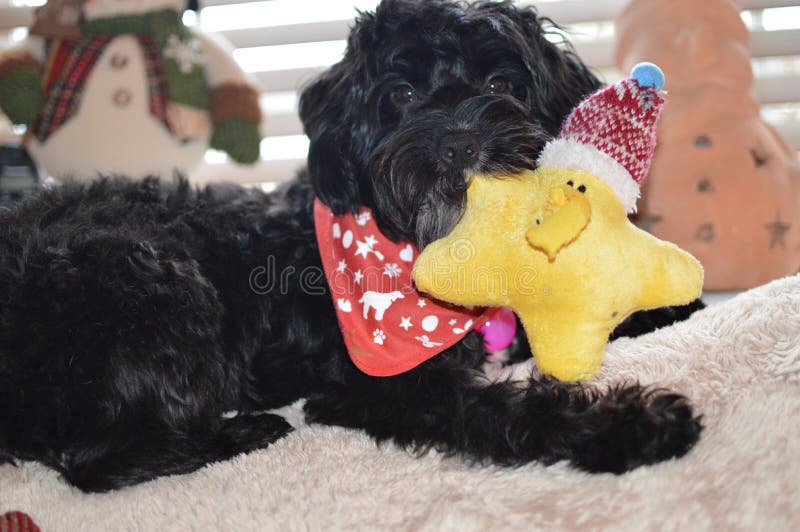 Cockapoo Xmas toy stock photo. Image of xmas, christmas - 115751206