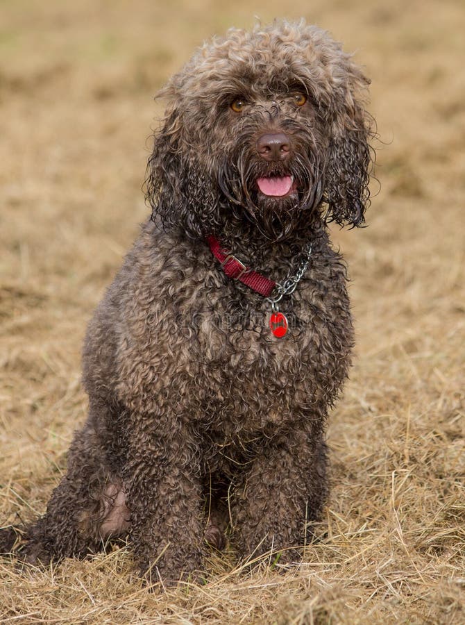 Cockapoo Im Mantel Und in Den Stiefeln Stockbild - Bild von tier, kalt ...