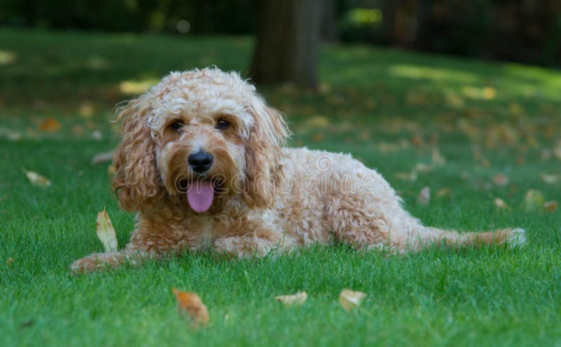 Cockapoo-Hund im Garten stockfoto. Bild von kamera, zeile - 58460116