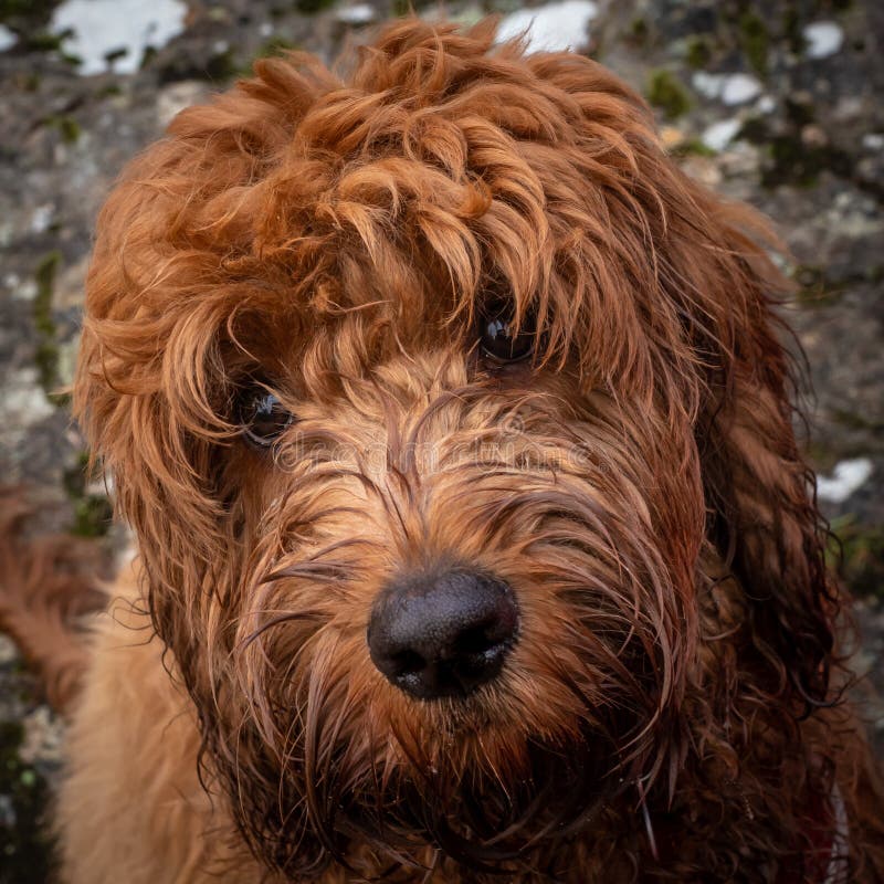 Portrait of a Cockapoo with a Loving Look Stock Image - Image of ...