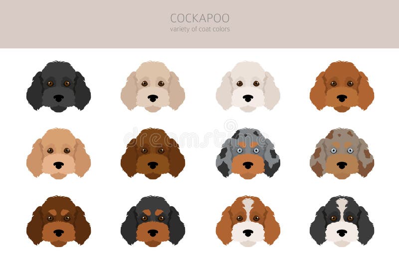Cockapoo Vector Stock Illustrations – 97 Cockapoo Vector Stock ...