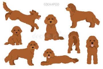 Cockapoo Cartoon Stock Illustrations – 168 Cockapoo Cartoon Stock ...