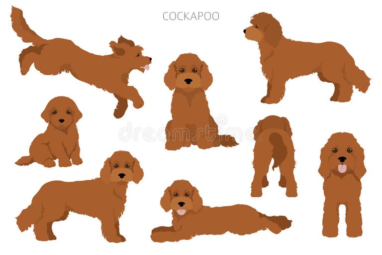 Cockapoo Stock Illustrations – 718 Cockapoo Stock Illustrations ...