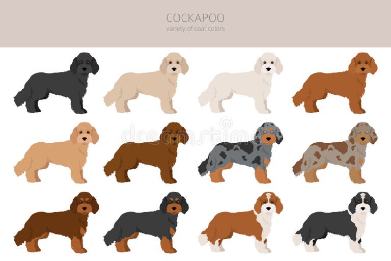 Cockapoo Stock Illustrations – 713 Cockapoo Stock Illustrations ...