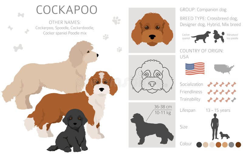 Cockapoo Mix Breed Clipart. Different Poses, Coat Colors Set Stock ...